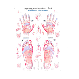 Lehrposter Reflexzonen Hand / Fuß | SÜDA®